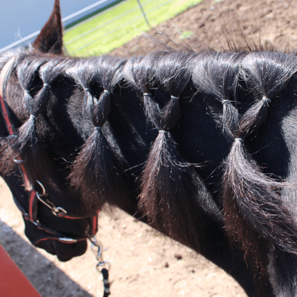 Braids to Try On Your Horse - The Narrow Trail