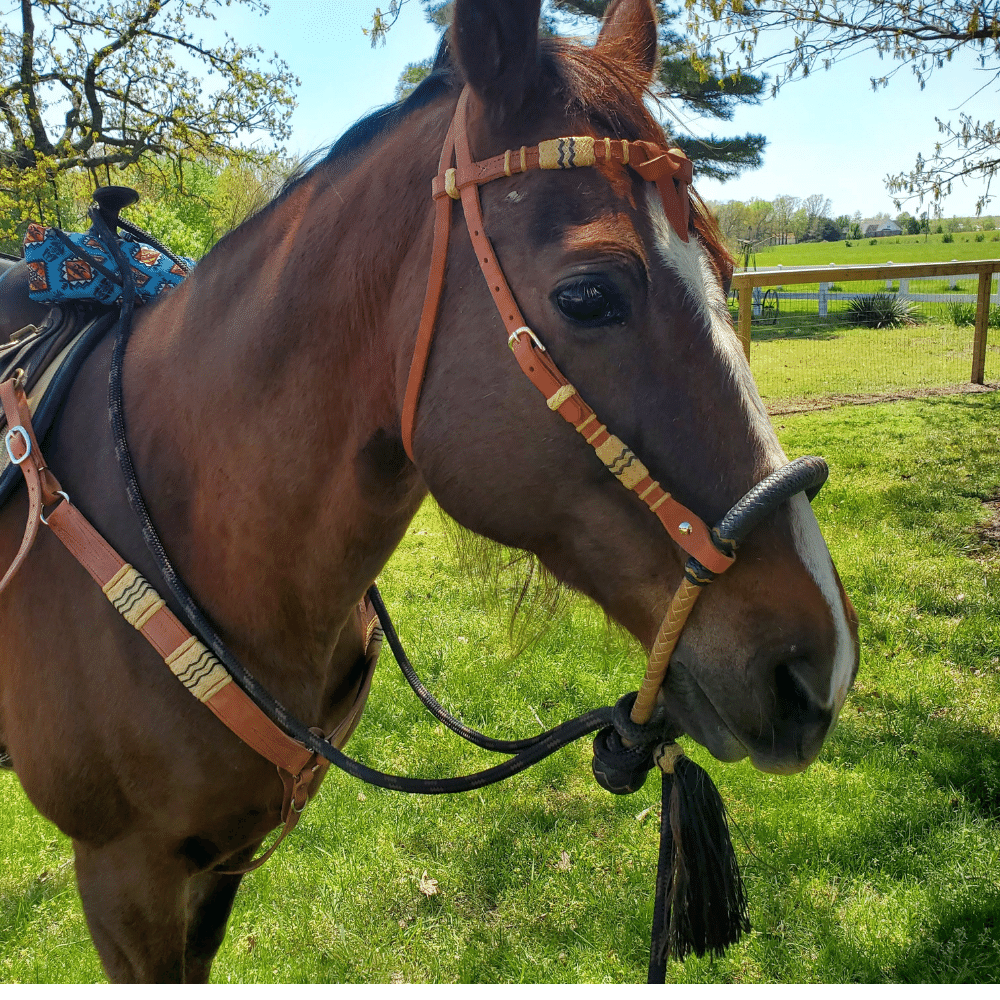 The Bosal Hackamore - The Narrow Trail