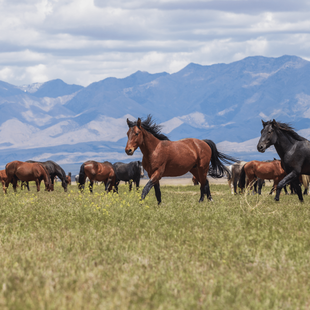 Adopting a Wild Mustang - The Narrow Trail