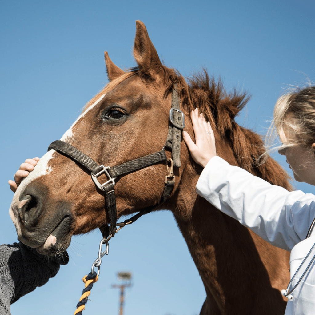 EPM in Horses - The Narrow Trail