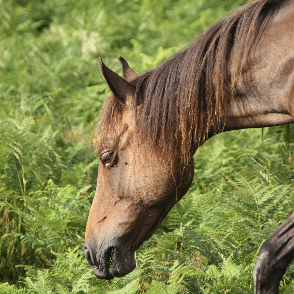 EPM in Horses - The Narrow Trail