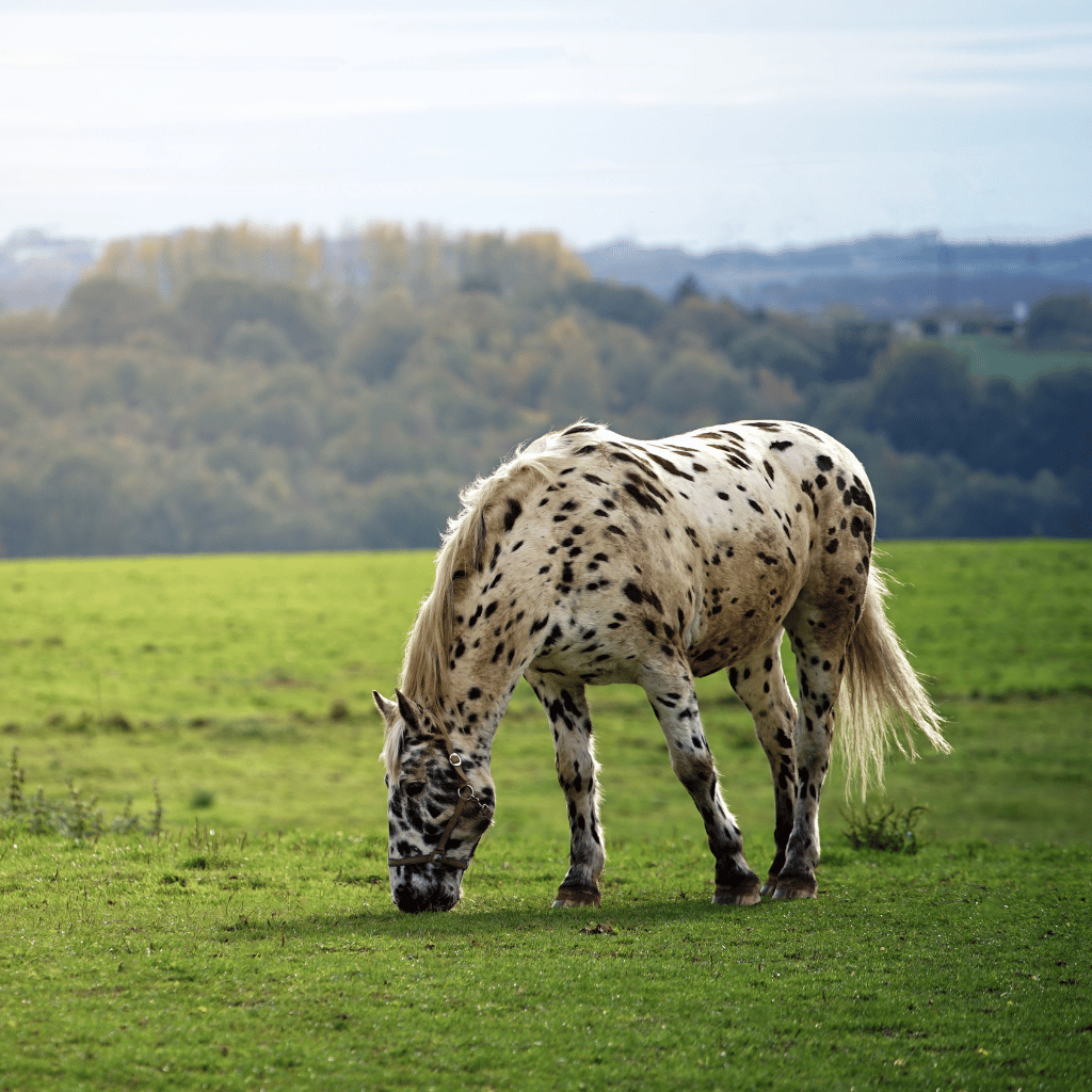 The Best Horse Documentaries - You don't want to miss - The Narrow Trail