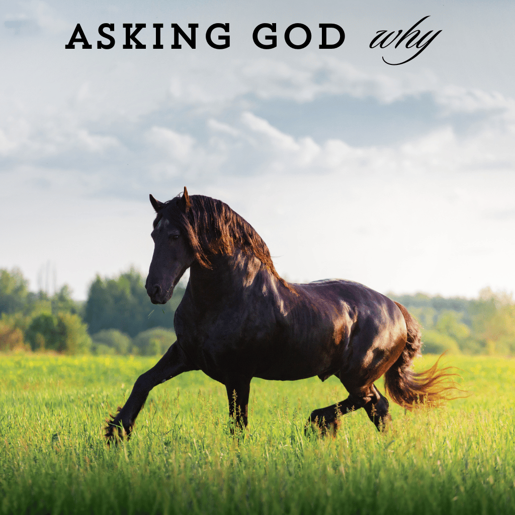 Why Did God Create the Horse? - The Narrow Trail